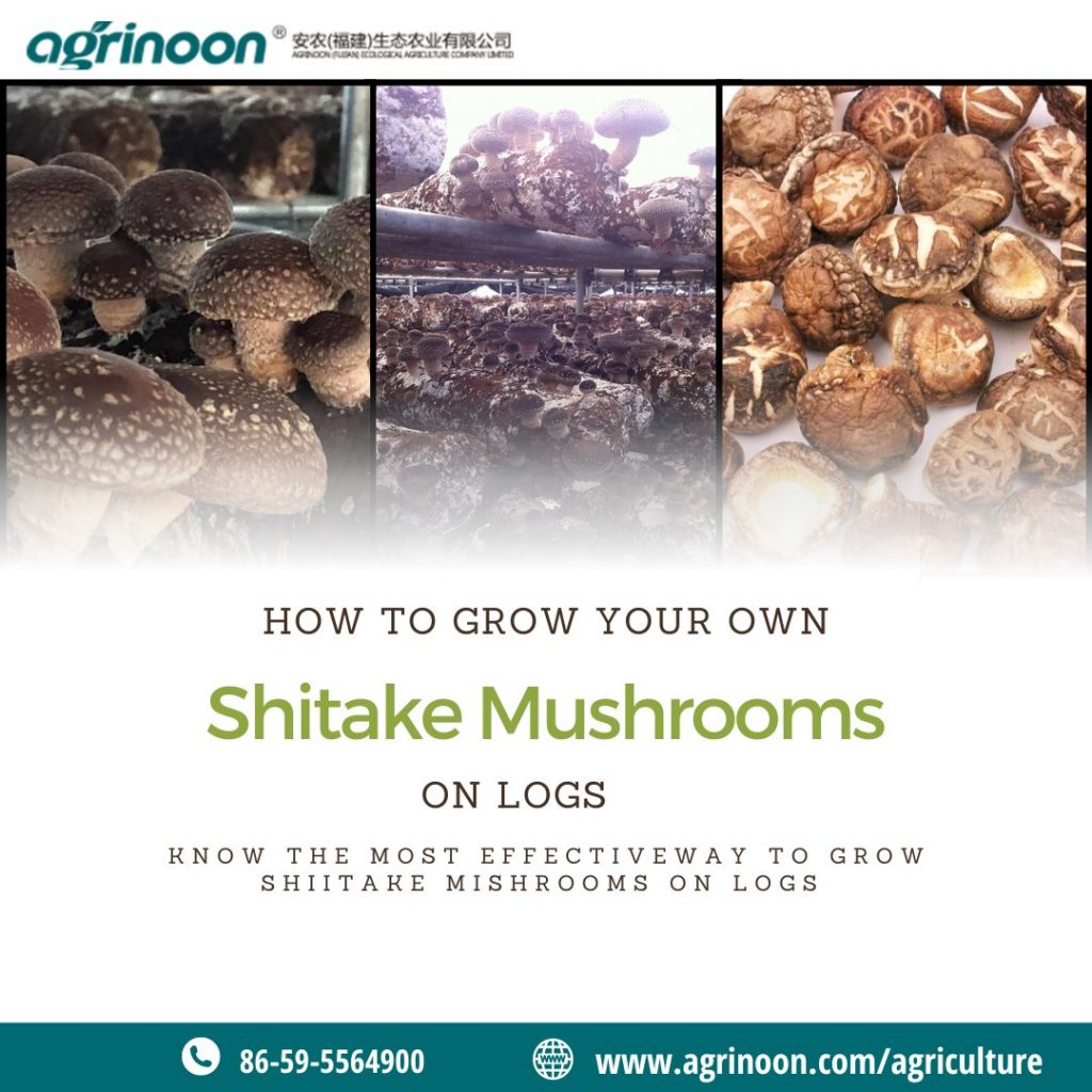 5 Nutritional Benefits of Eating Shiitake Mushrooms - agrinoon