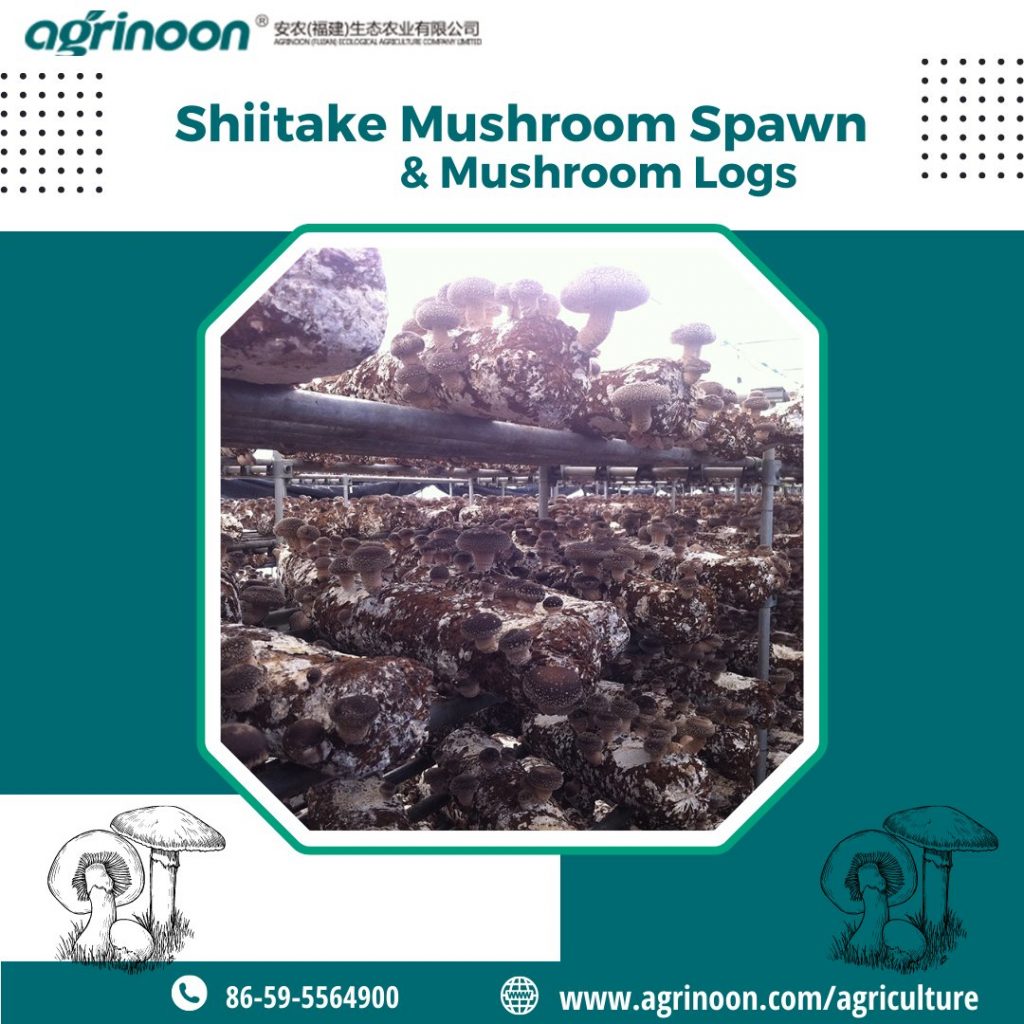 The Growth of Shiitake Log Factory in China: A Comprehensive Guide ...