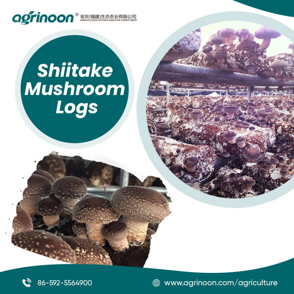 Shiitake Mushroom Logs - Shiitake spawn