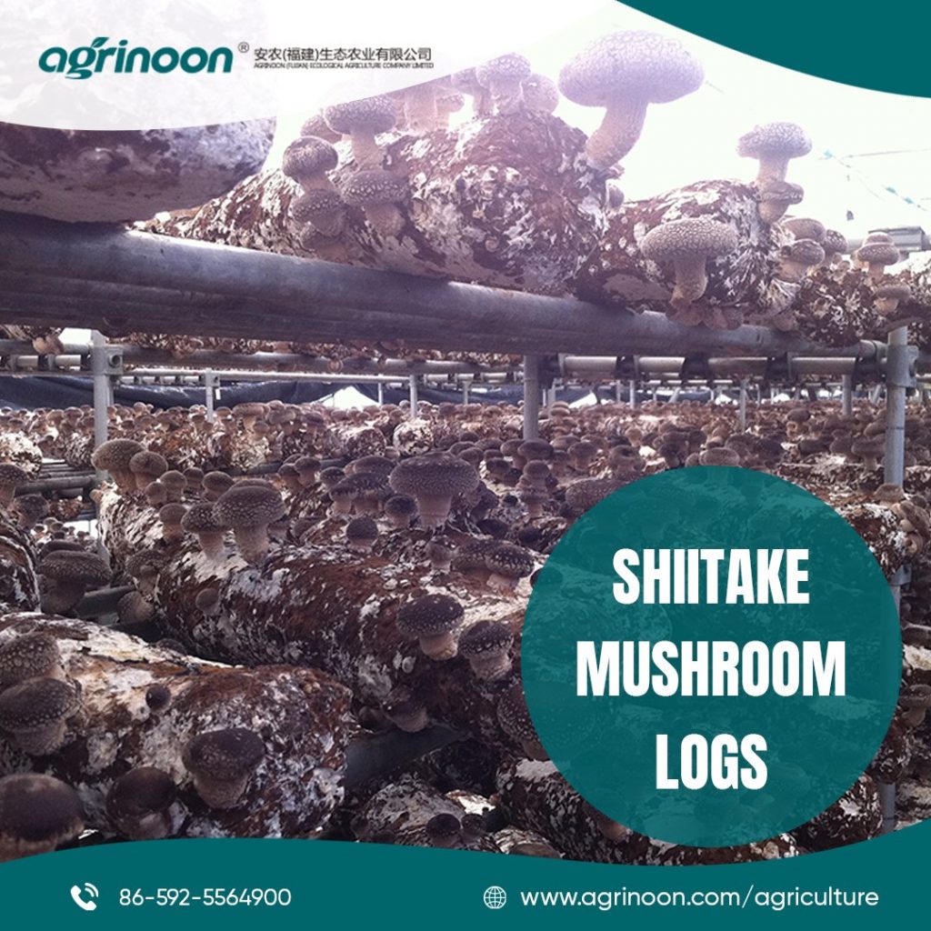 The Magic behind Shiitake Logs: Unveiling the Secrets of a Growing ...