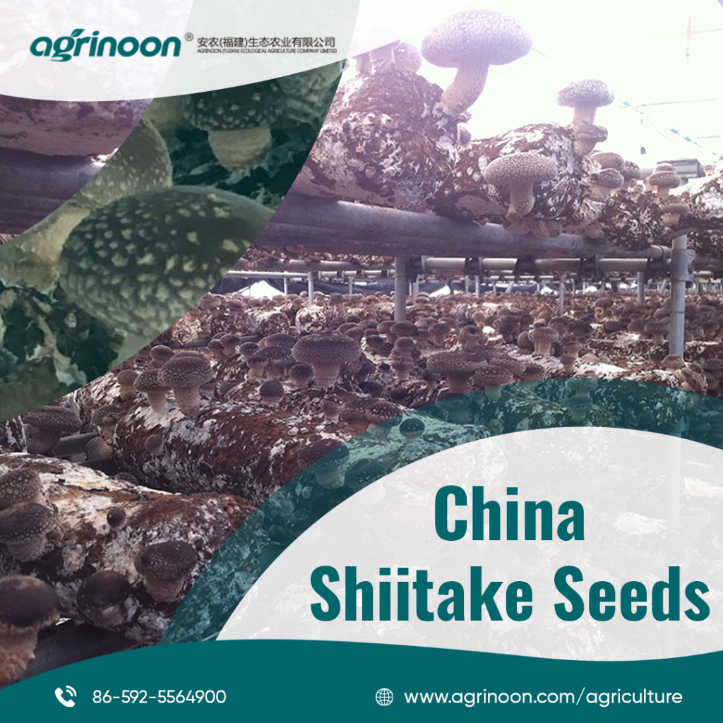 The Growing Trend of Chinese Shiitake Log Factories - agrinoon