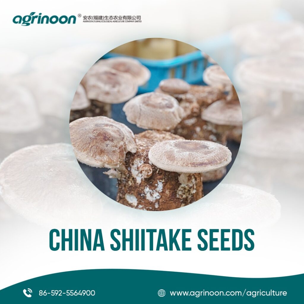 China Mushroom Logs - Shiitake Mushroom Log
