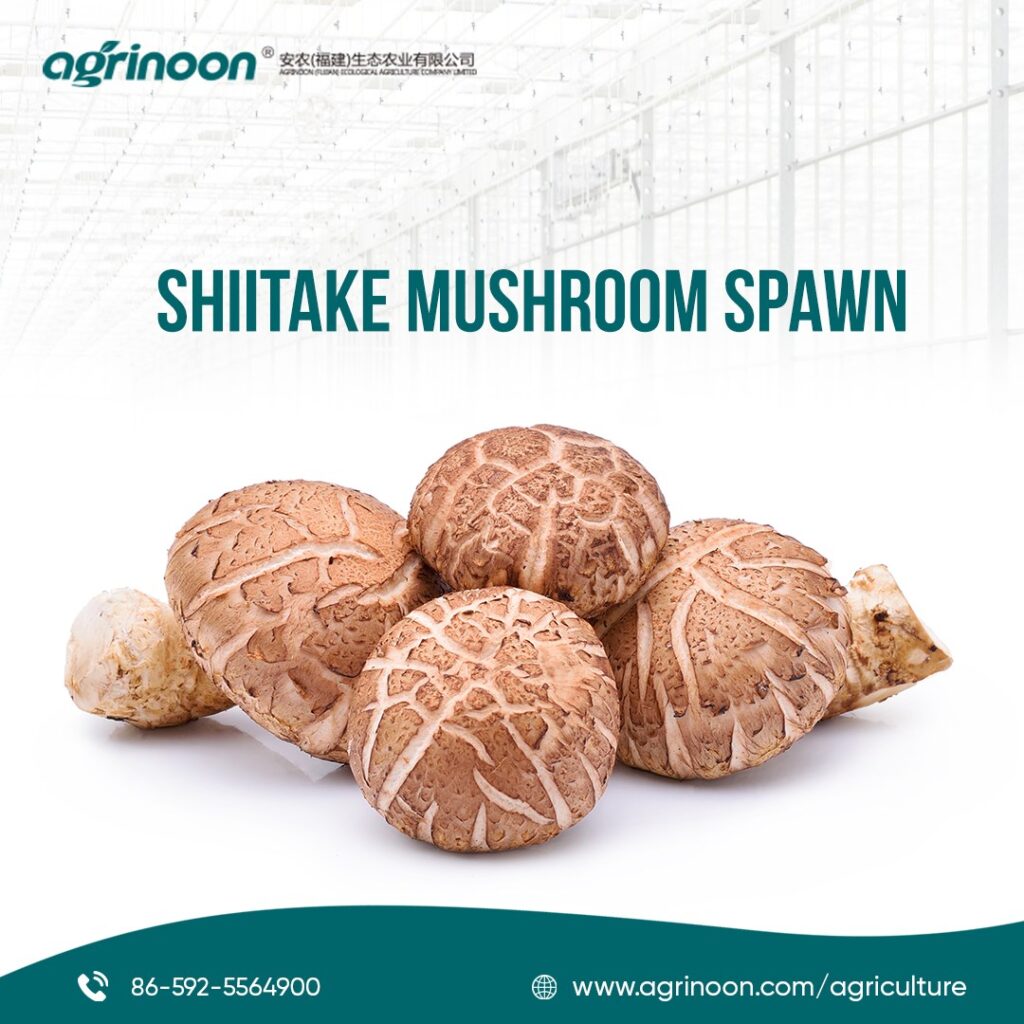 Shiitake Mushroom Logs - Shiitake spawn