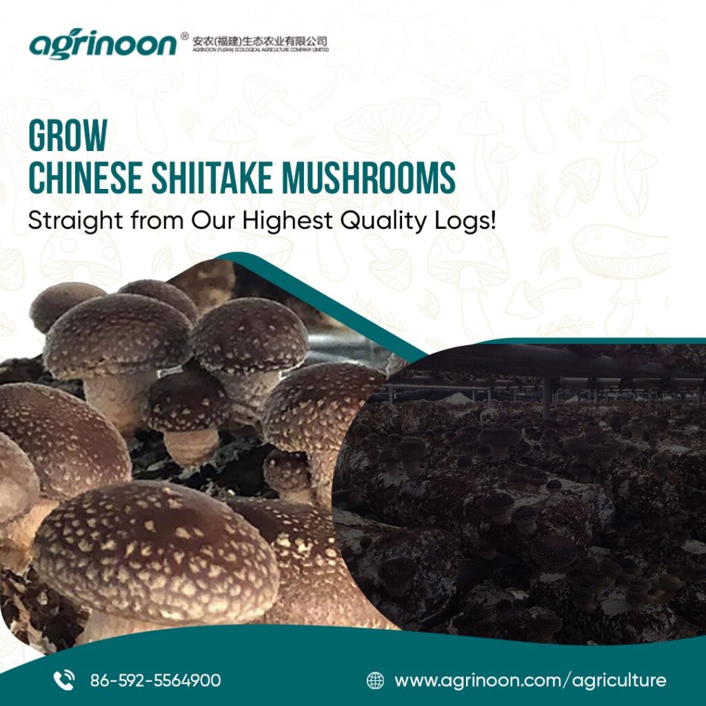 Buy China Shiitake Log – Chinese Mushroom Cultivation Logs